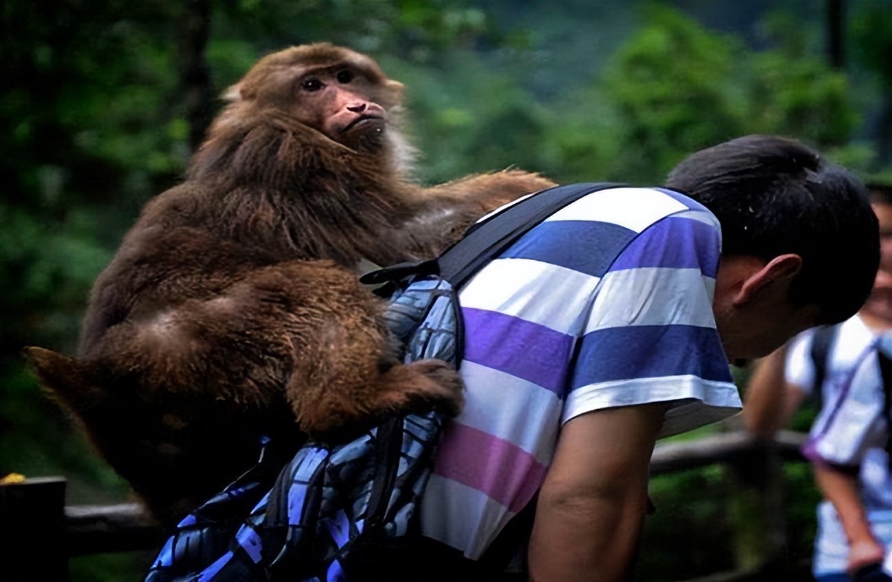 "Golden snub-nosed monkeys are very elegant and don't rob things"!It is ...