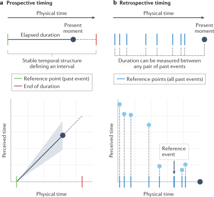 Nat Rev Neurosci Review: How to Sense Time? - iNEWS