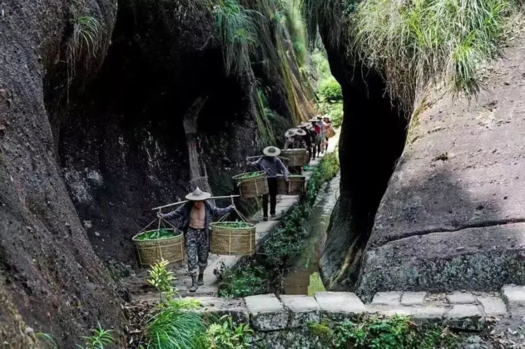 Several Features of Wuyi Rock Tea's "Yan Yun" - iNEWS