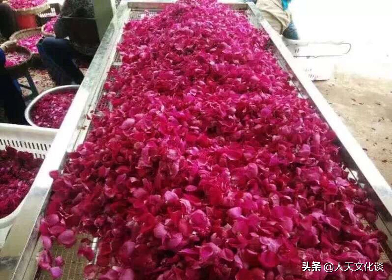 Xuanwei Folk Food: Xuanwei Ham Cake Fragrance - iNEWS