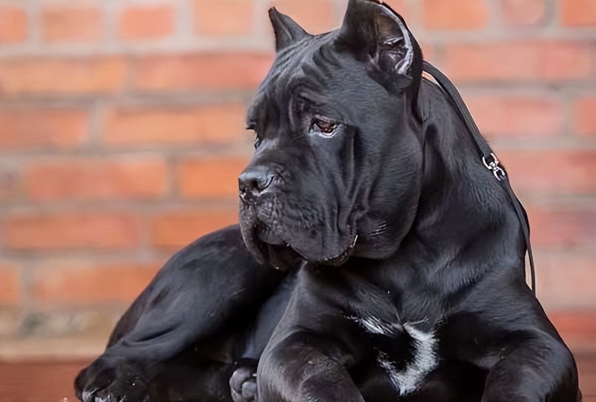 The 4 breeds of dogs known as the "Four Demons of Dogs" are daunting ...