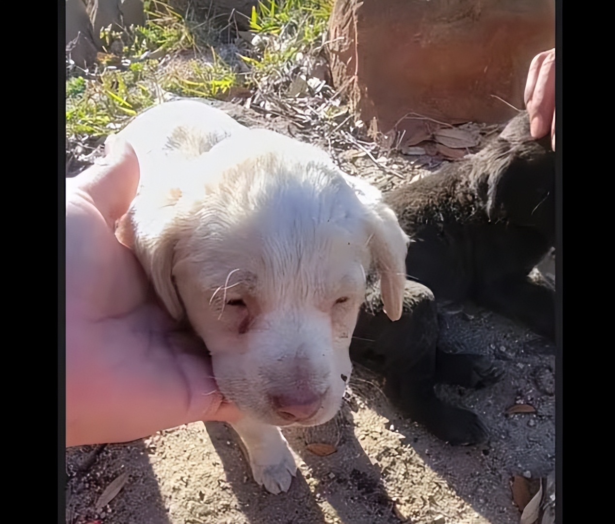 The puppies were trapped in the underground ditch, and the American ...