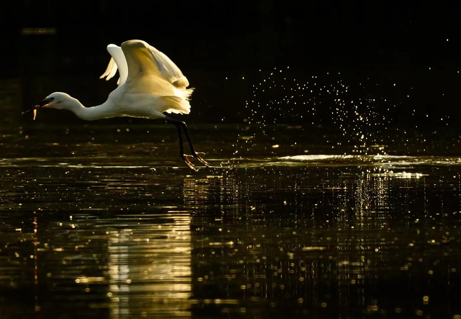 The beauty of backlighting in photography - iMedia