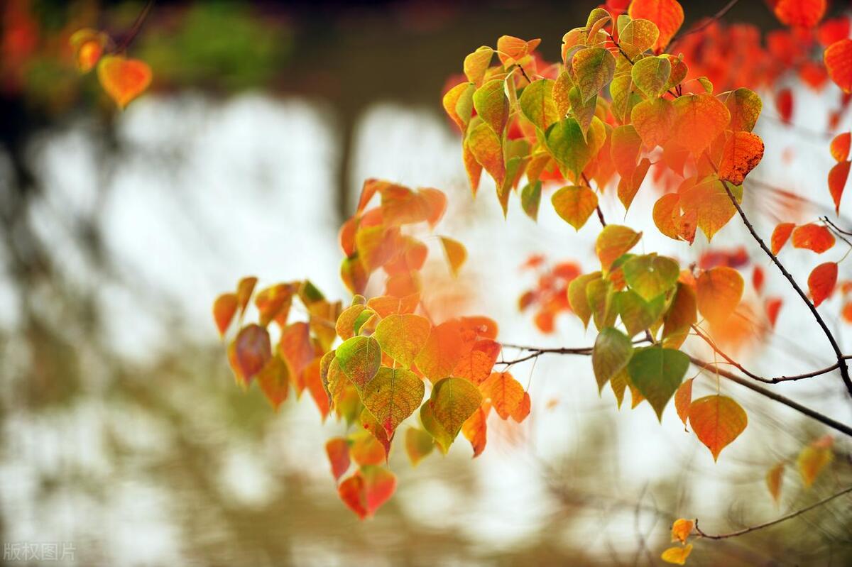 The transplanting method and maintenance skills of Chinese tallow tree ...