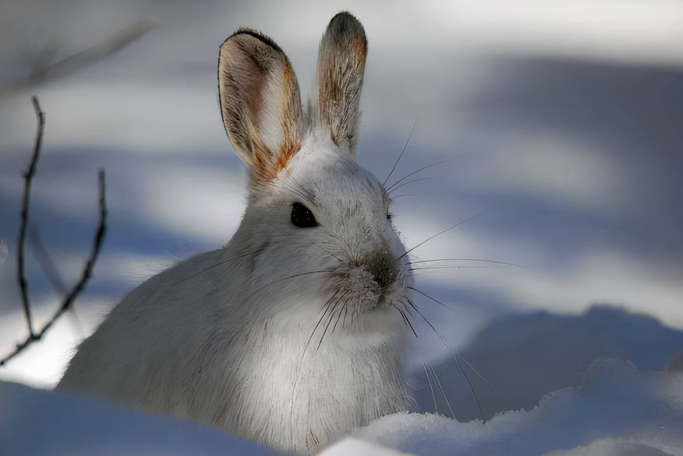 Snow rabbits in Xinjiang, snow-white stunners, fighting to steal their ...