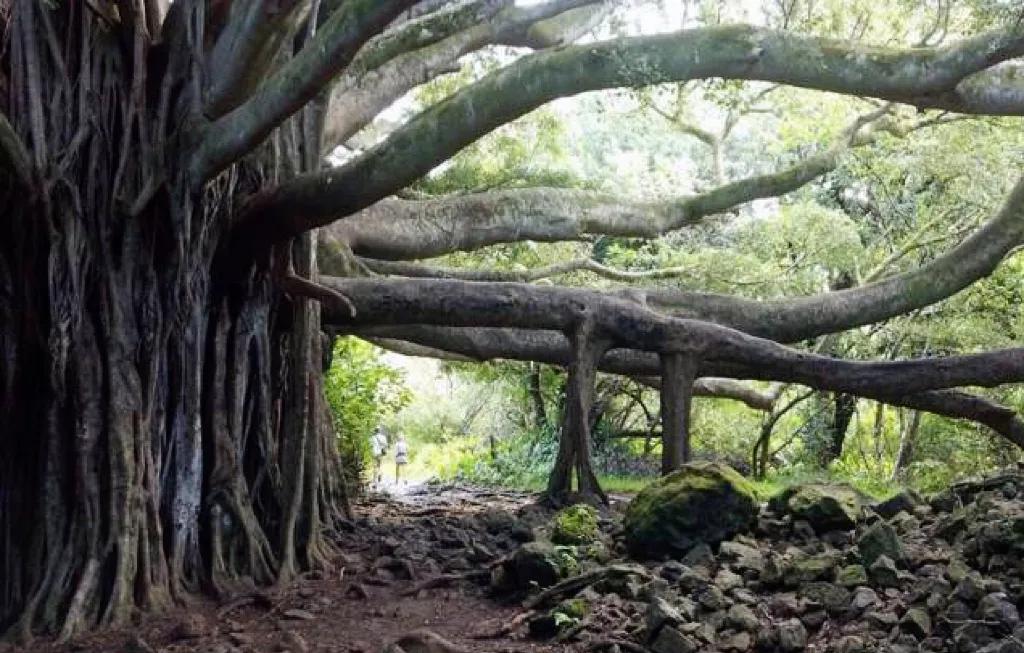 The Mystery of Cannibal Trees: Can Plants Eat People?Why do plants eat ...