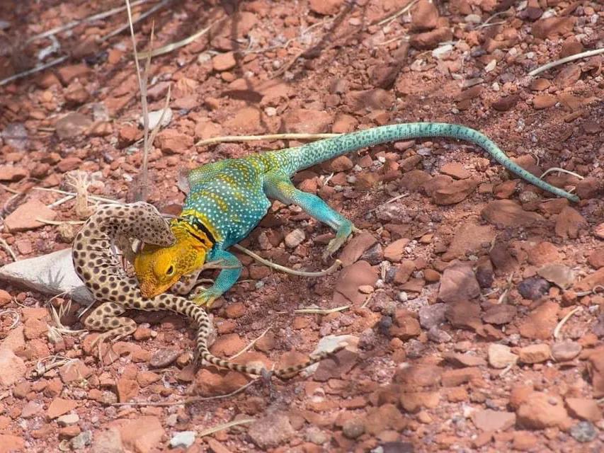 Here's a cute little yellow-blue lizard - iNEWS