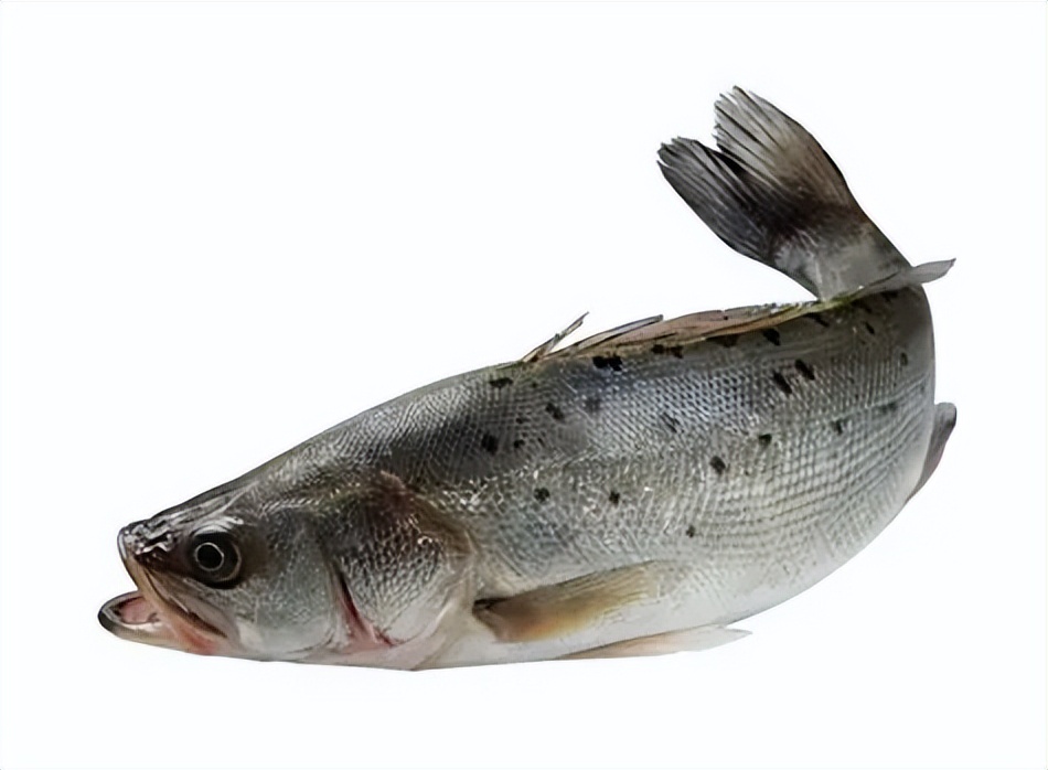 From King of the Waters to Gourmet Dish: Exploring the Wonderful World ...