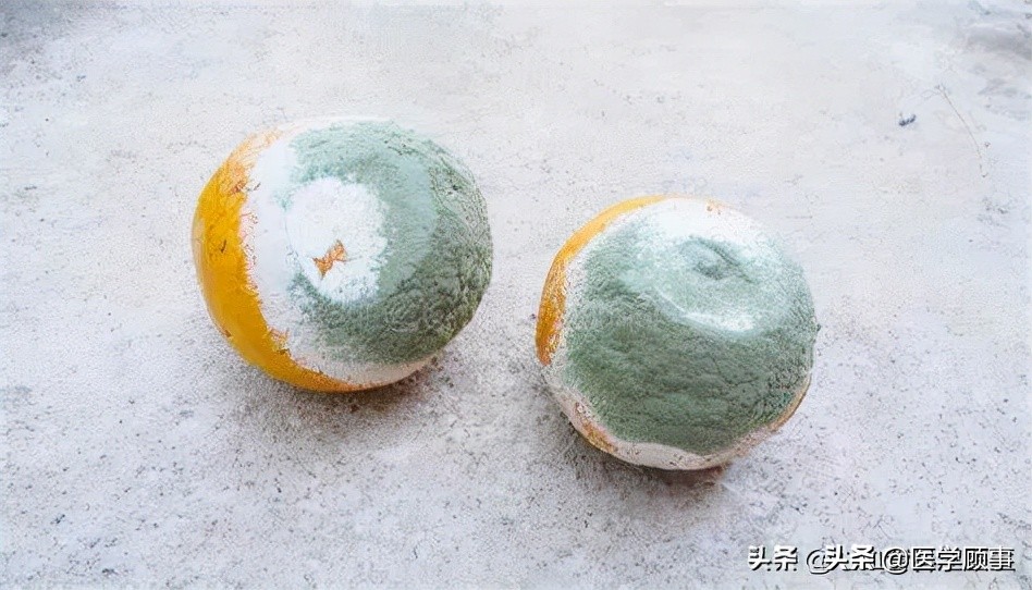 The discovery of statin-lowering effect of Penicillium citrinum - iNEWS