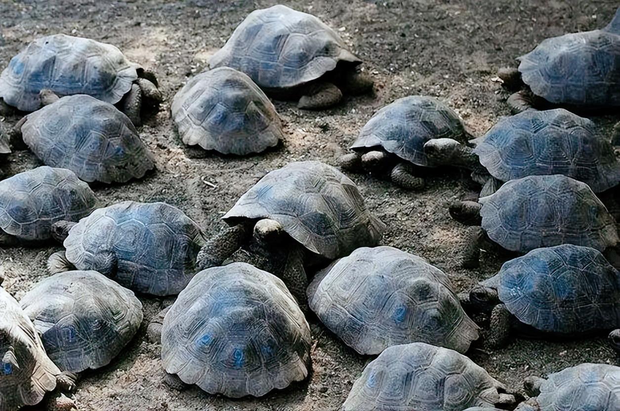 The nearly 100-year-old tortoise has worked hard for 43 years to give ...