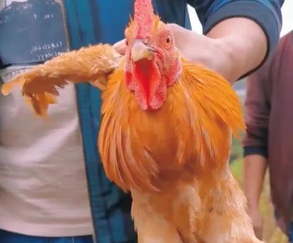 Camera x, camera chicken √, how strong is the chicken head anti-shake ...