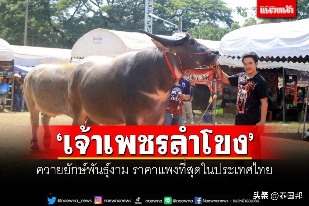 The most expensive buffalo in Thailand: the owner asked for 50 million ...
