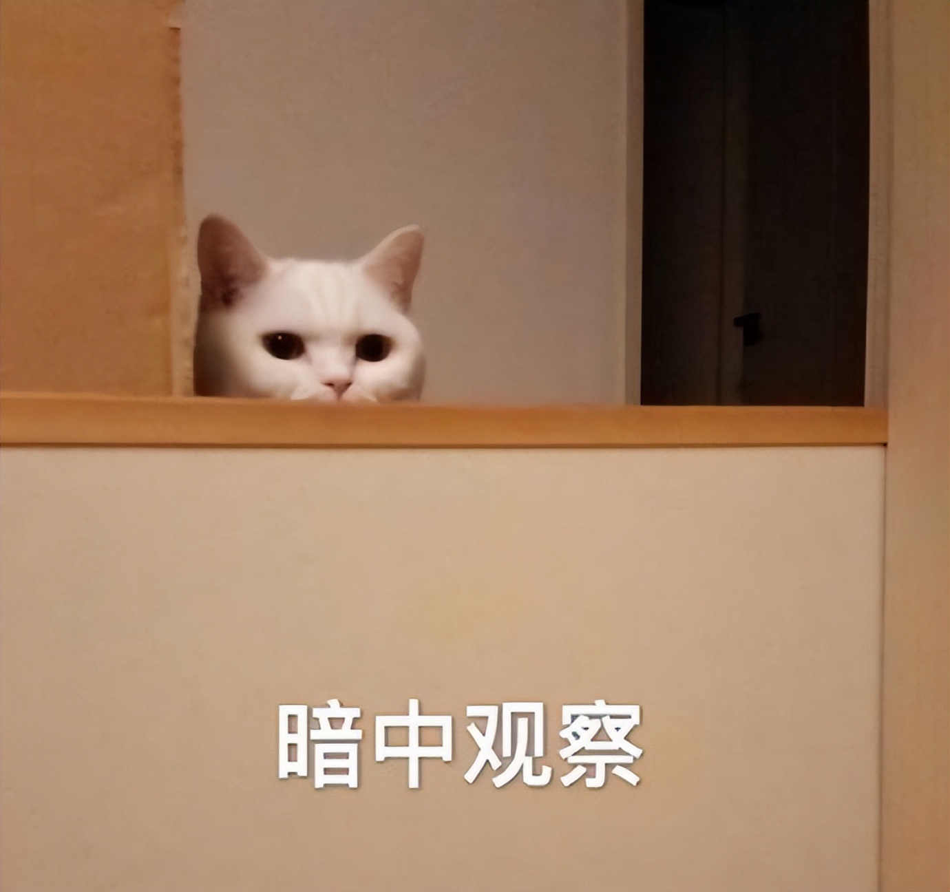 cute cat expression pack - iNEWS