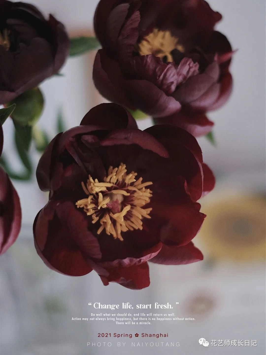 Black beauty peony, known as the darkest peony - iNEWS