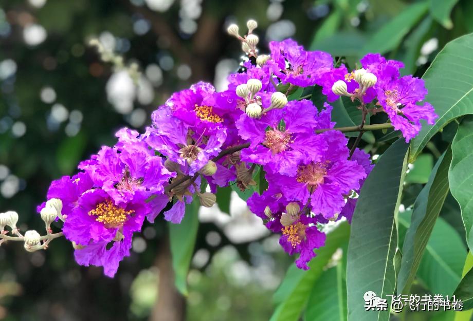 The "Zixia Fairy" among the flowers - Lagerstroemia daflora: Why is it ...