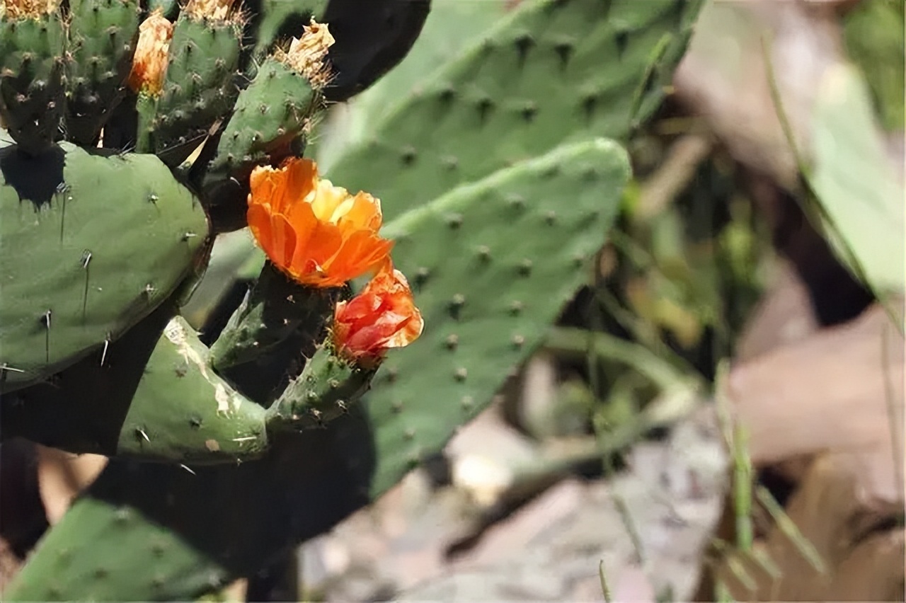 Advances in the study of cacti in the late twentieth century, with an ...