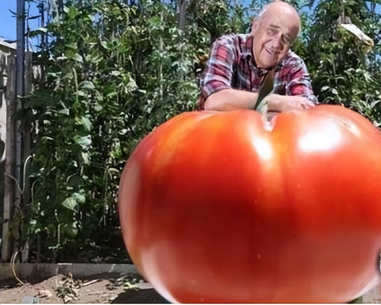 The American man grows the world's largest tomato, weighing nearly 8 pounds, and wraps it in ...