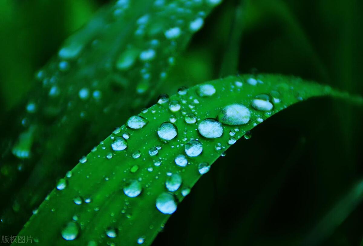 On the summer solstice, the old man said "Three bogeys in the summer ...