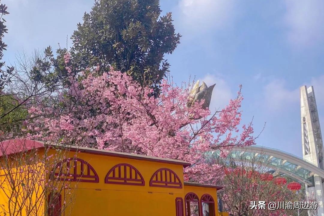 The first wave of cherry blossoms in Chongqing has bloomed. Now is the ...