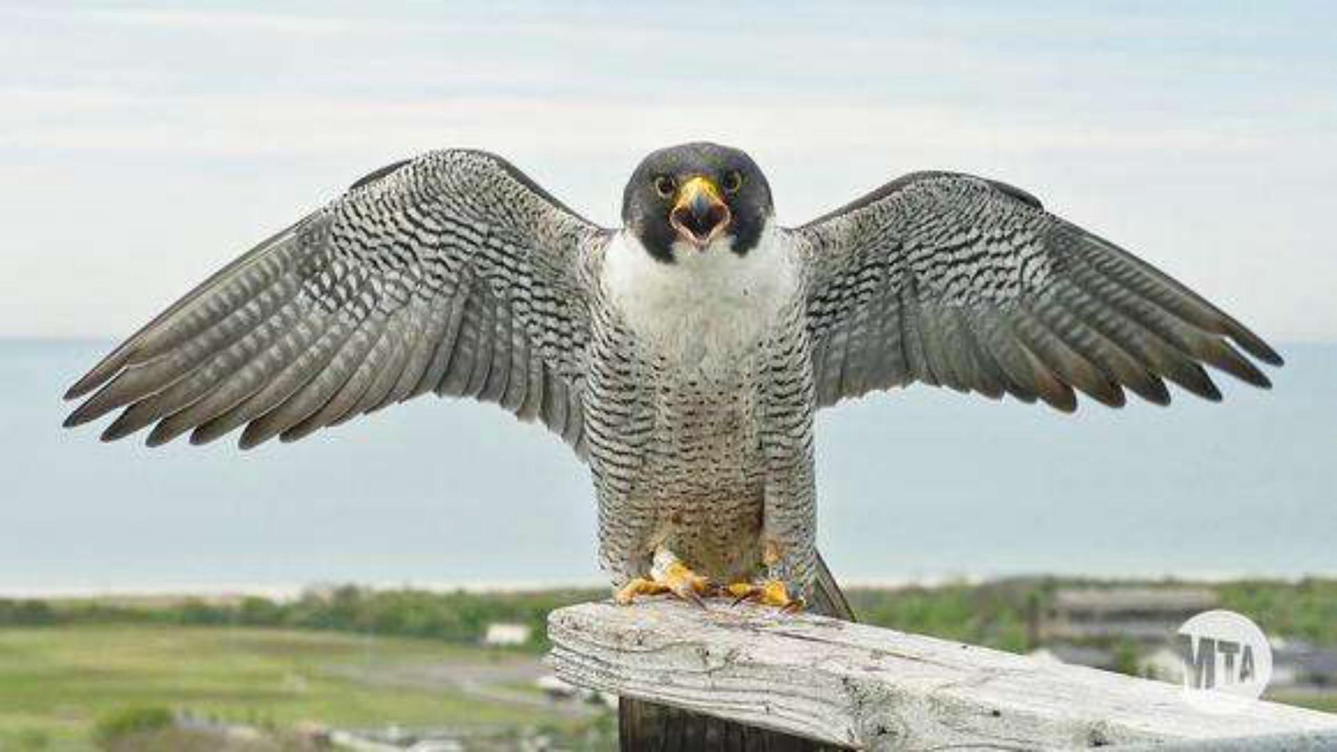 Fierce aerial hunter—Peregrine, how is the fighter in the bird made ...
