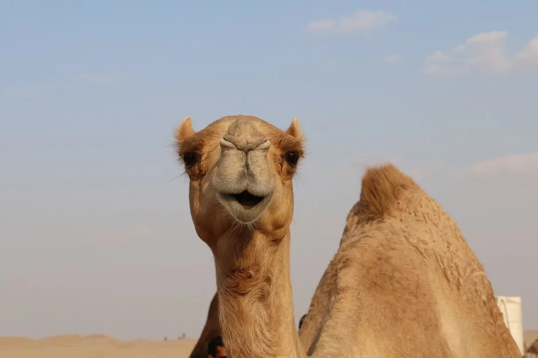 Why is the camel called the ship of the desert? How do camels survive ...
