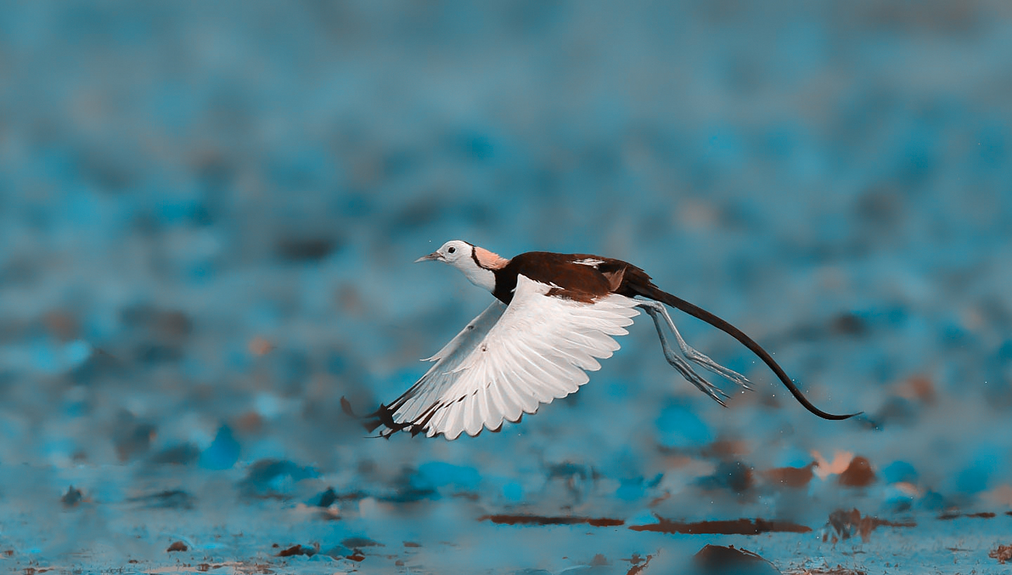 I was amazed, and such a beautiful bird - iNEWS