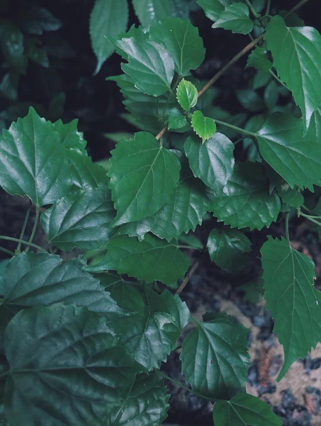 Its leaves contain 30% pectin, making it a delicious jelly!As soon as ...