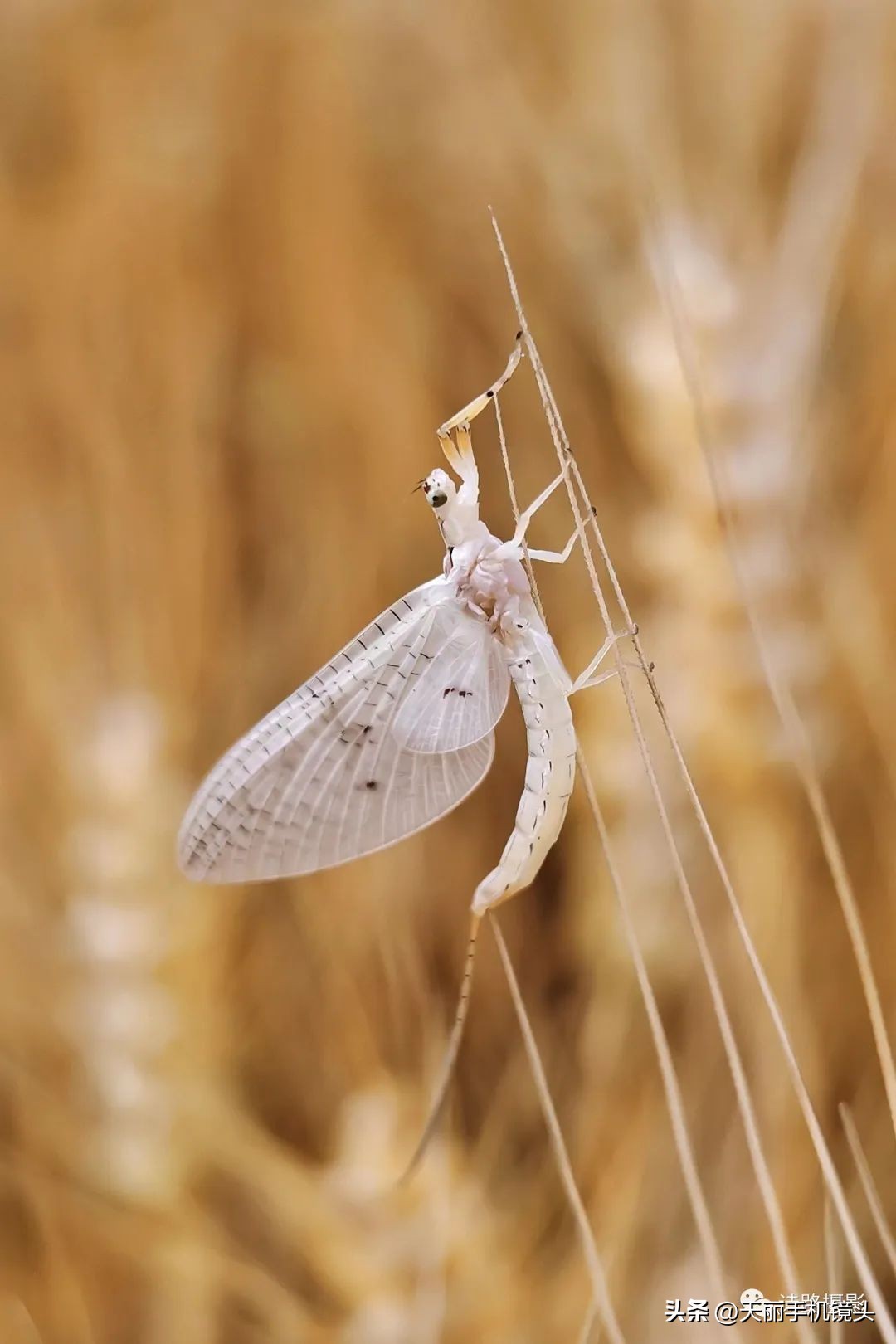 "Exploring the Beauty of Insects" by Tianli Lens - Sharing of Chen Rong ...