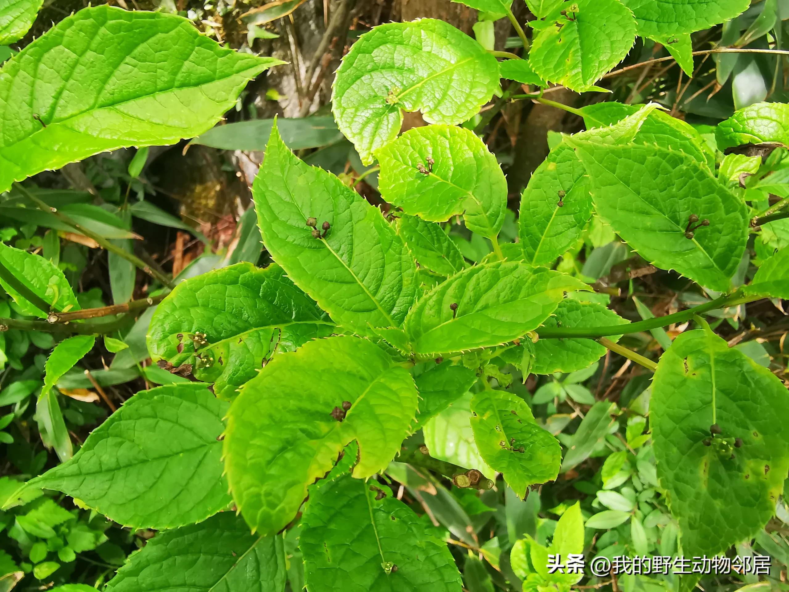 Seen for the first time, plants that bloom directly on the leaves - iNEWS