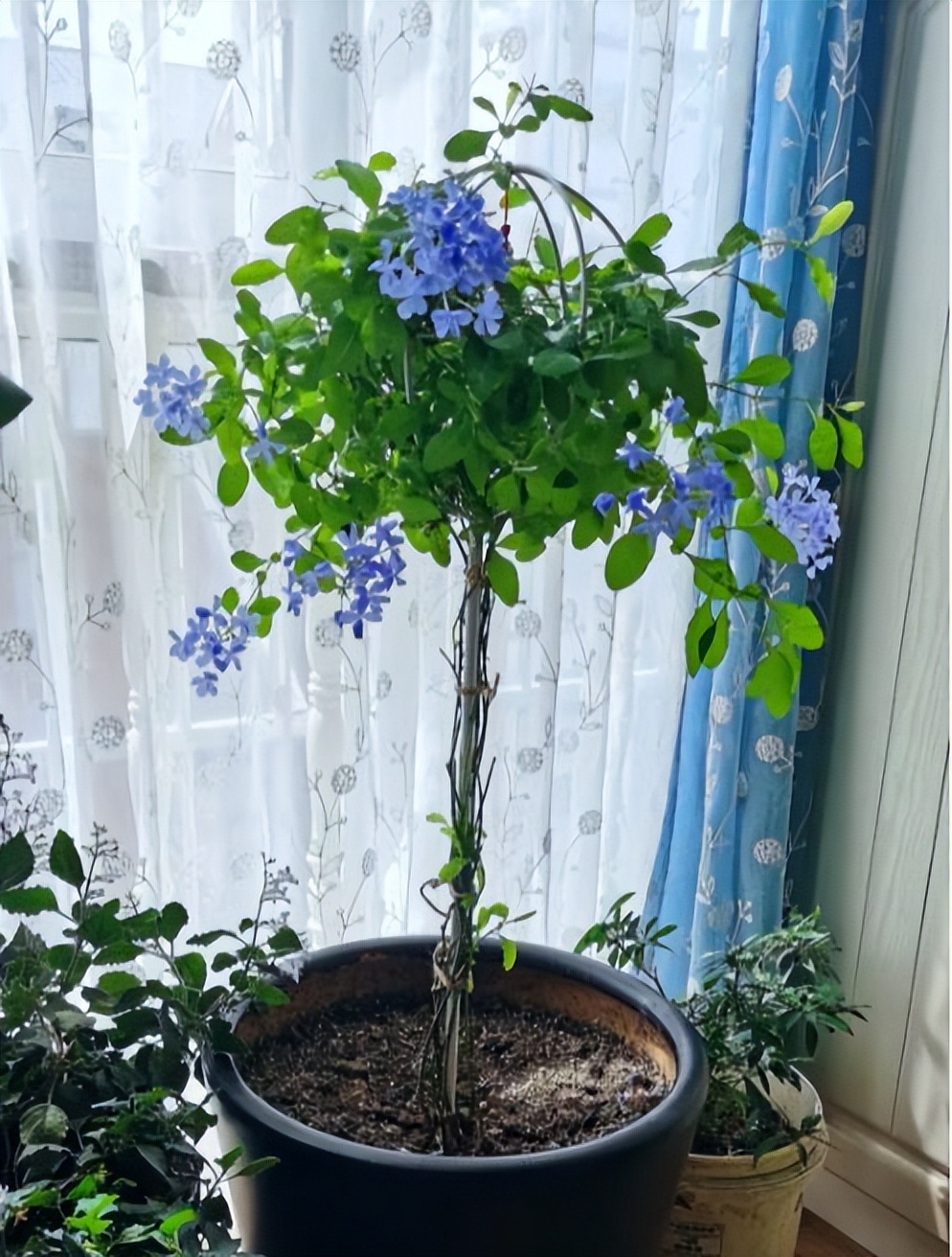 How to raise a "explosive" pot of blue snowflakes? You must learn to ...