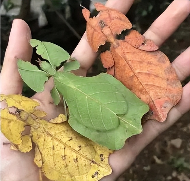 The master of camouflage hidden in the depths of the rainforest: the ...