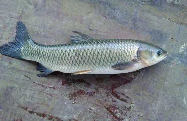 Ten common edible fish in China - iMedia