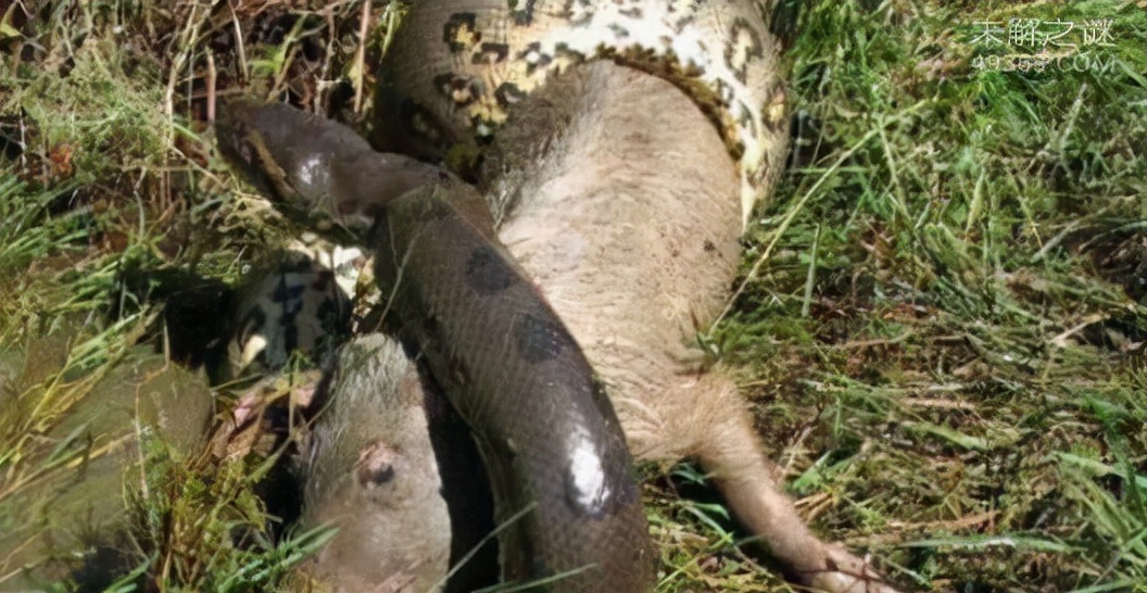 The world's largest snake: Guinness-certified 8.9-meter man-eating ...