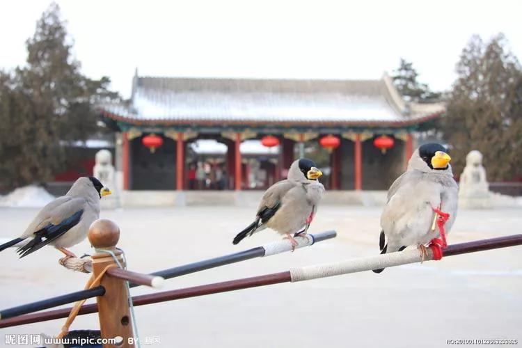 Chinese parasol bird - iNEWS