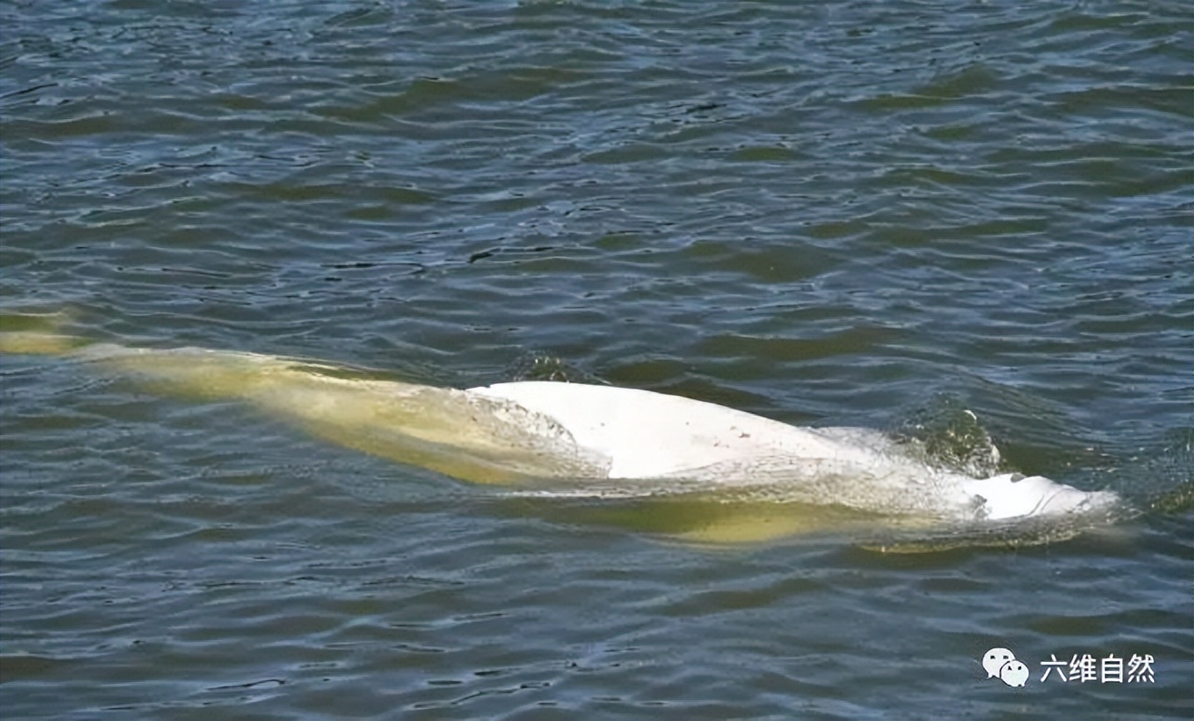 Beluga whales appeared for the first time in the Seine, but it was not ...