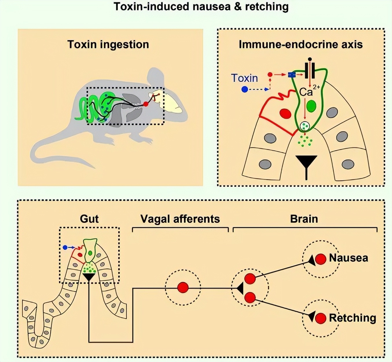What's up with "yue"?Chinese scientists solve three mysteries of ...