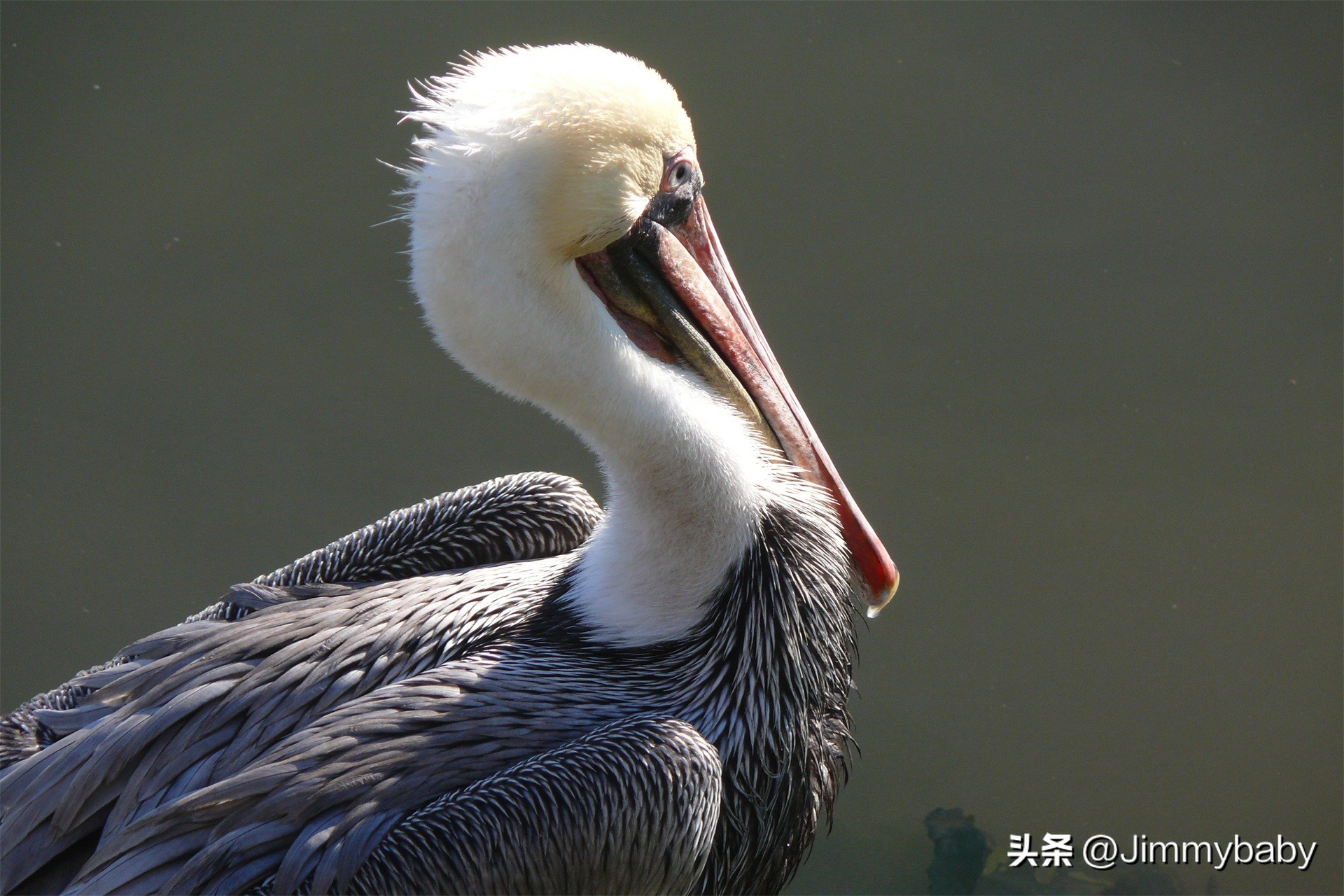 The Legend of the National Bird of the World: St Kitts and Nevis (ST ...