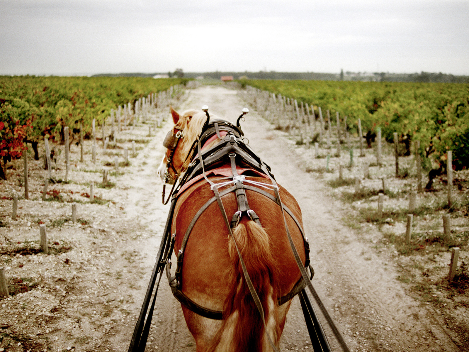 Ponte Cane Castle: A "Super Second-Class Village" Practicing ...