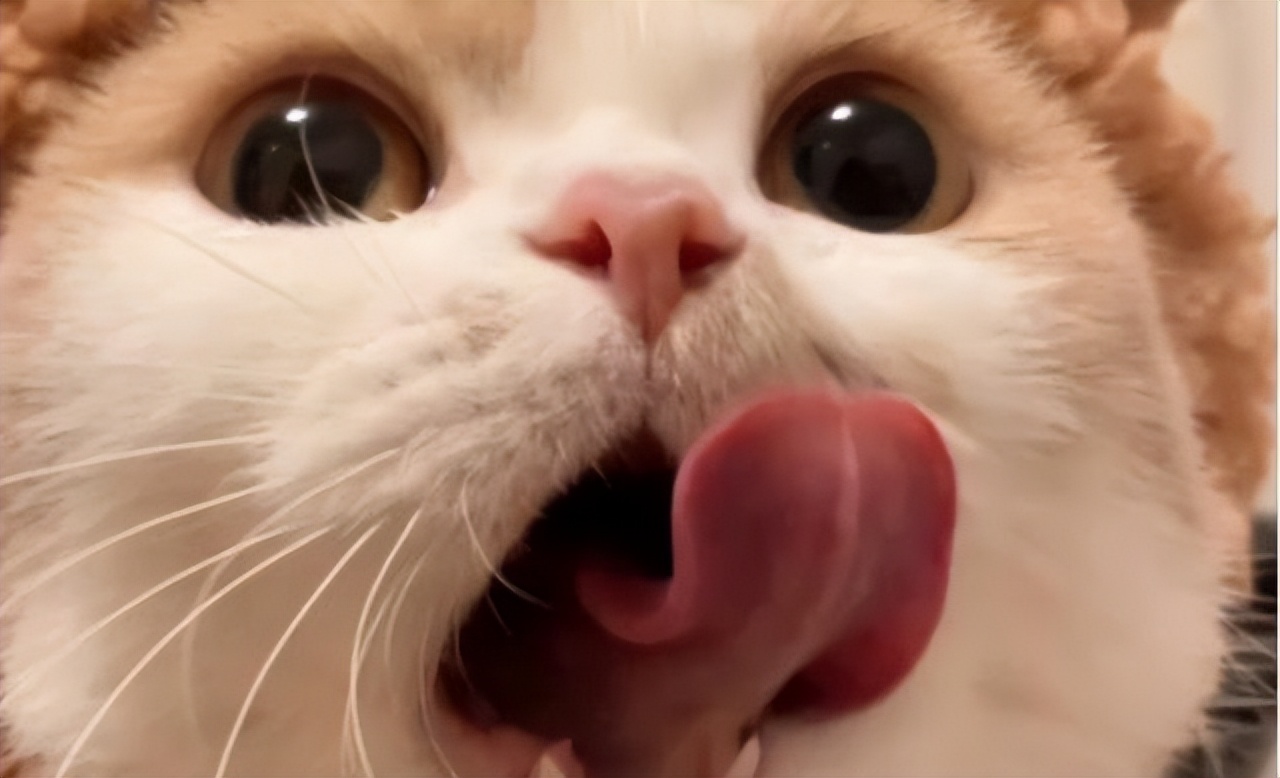 Do cats have emotions too?Inventory of 30 emotional behaviors of cats ...