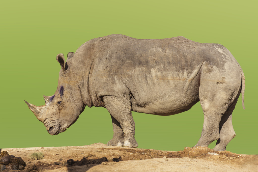 What, there used to be wild rhinos in China? - iMedia