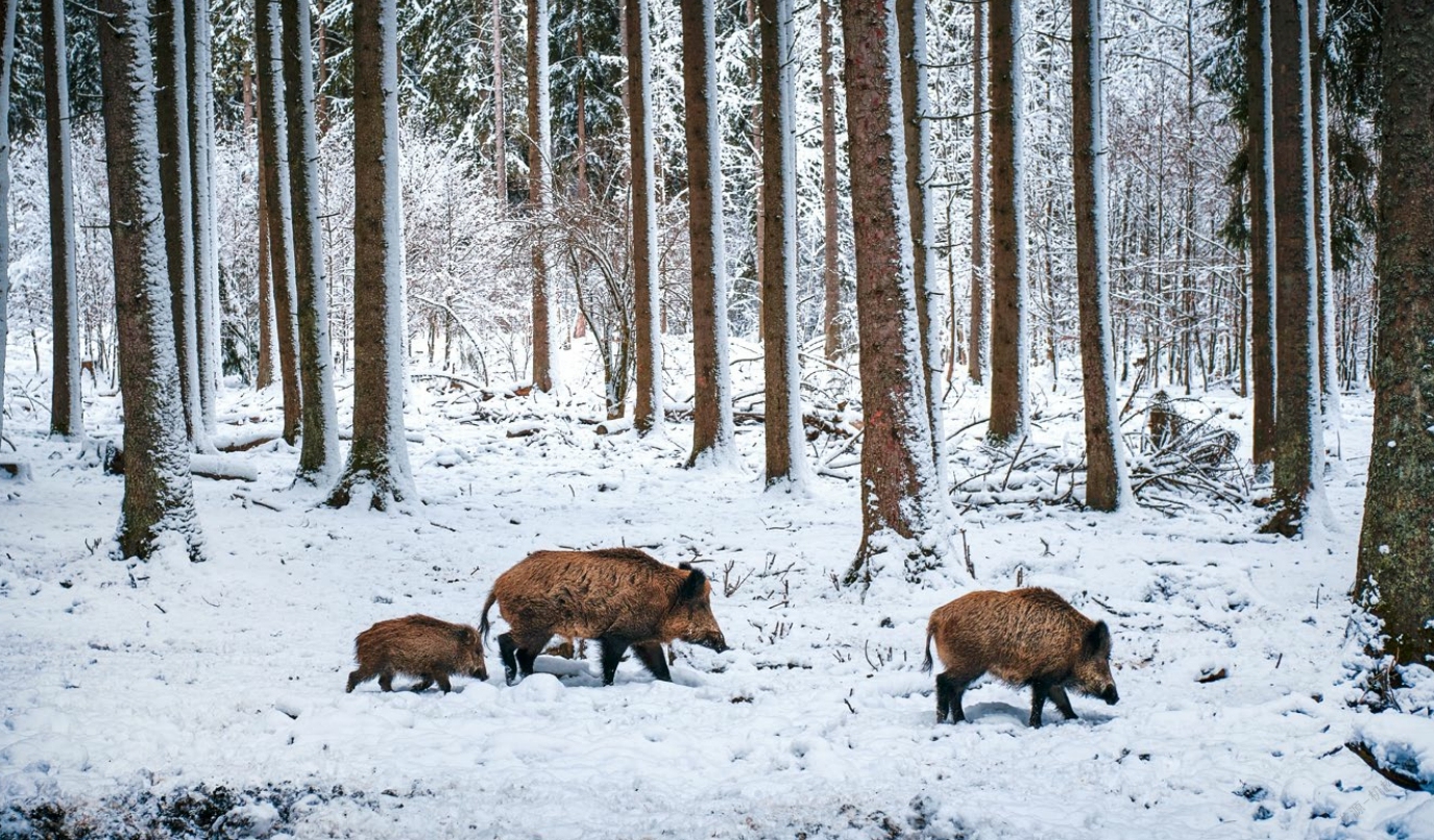 30 years of fighting wild boars - iNEWS