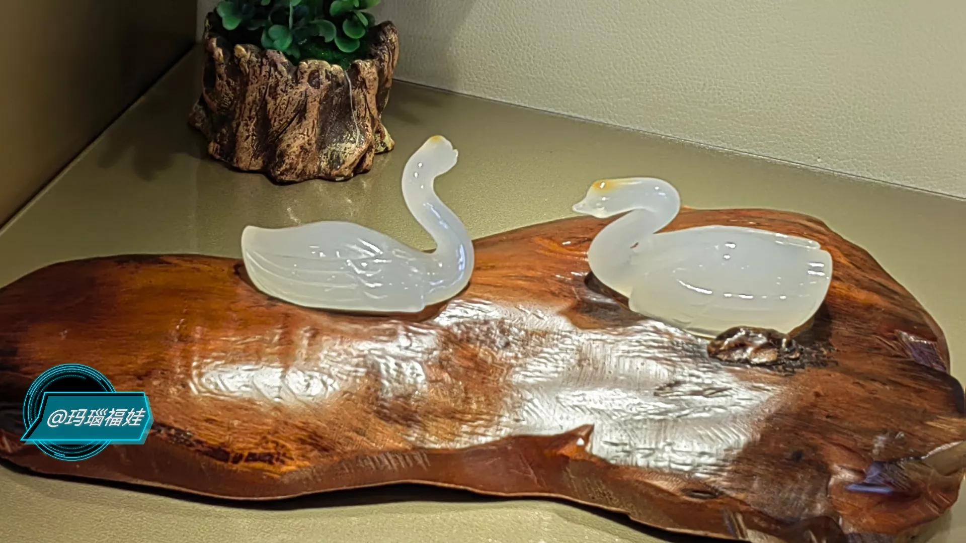 A pond of water lilies dyes clear water, a pair of sleeping ducks ...