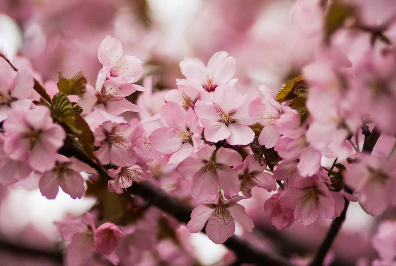 Liu Zhenyun's ten most famous sentences, every sentence is incisive and ...