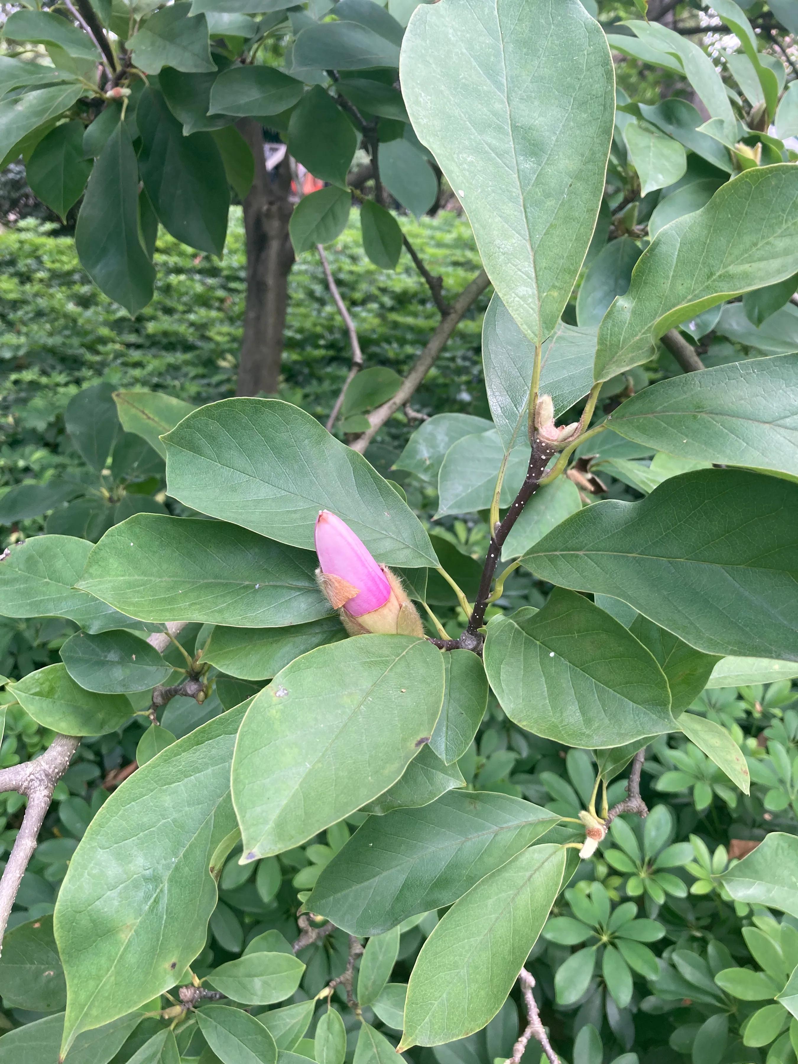 Purple Magnolia - iNEWS