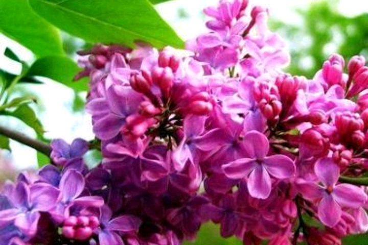 Du Fu wrote lilac poems, a rare happy time - iNEWS