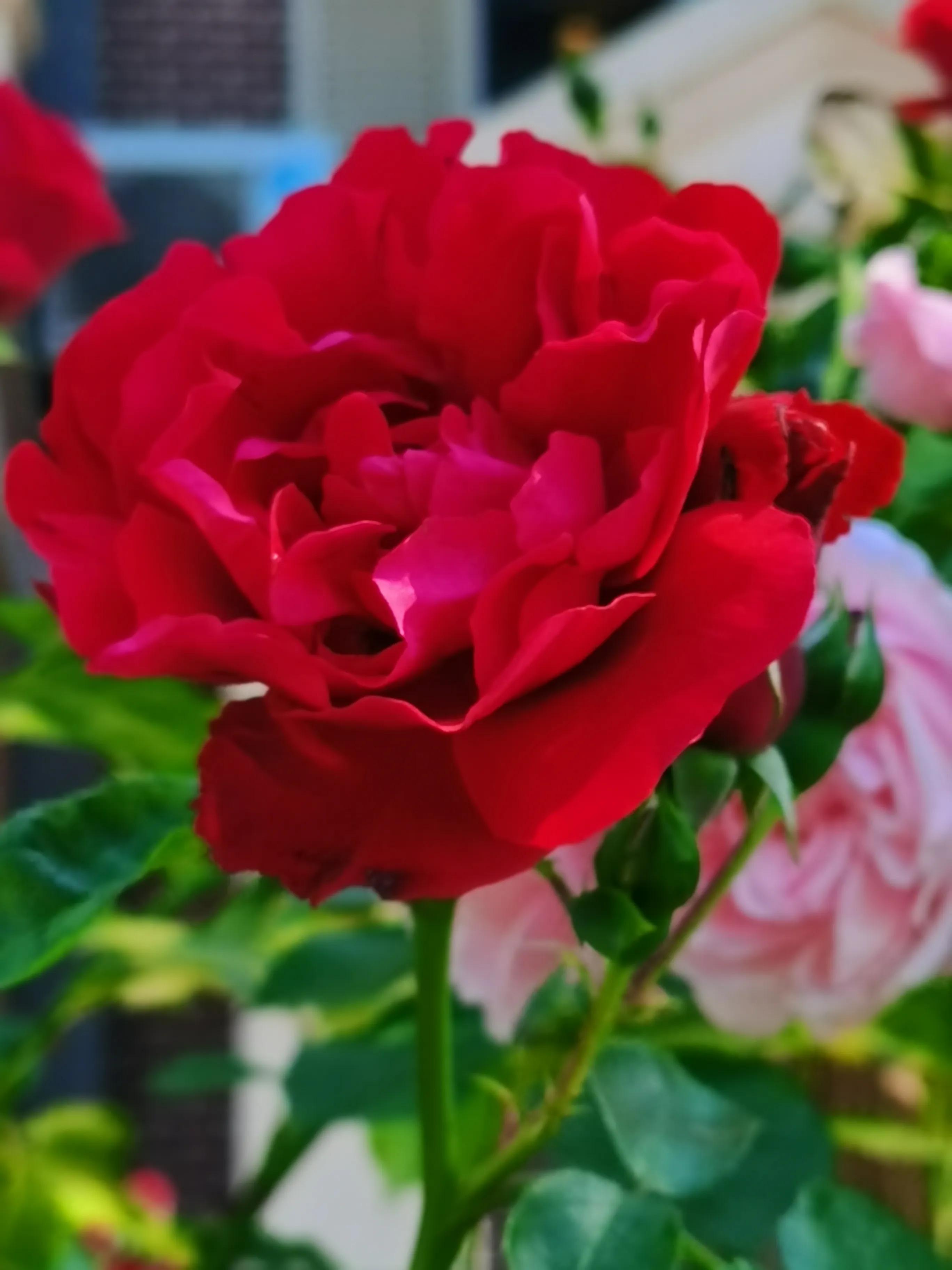 Noble and elegant red roses - iMedia