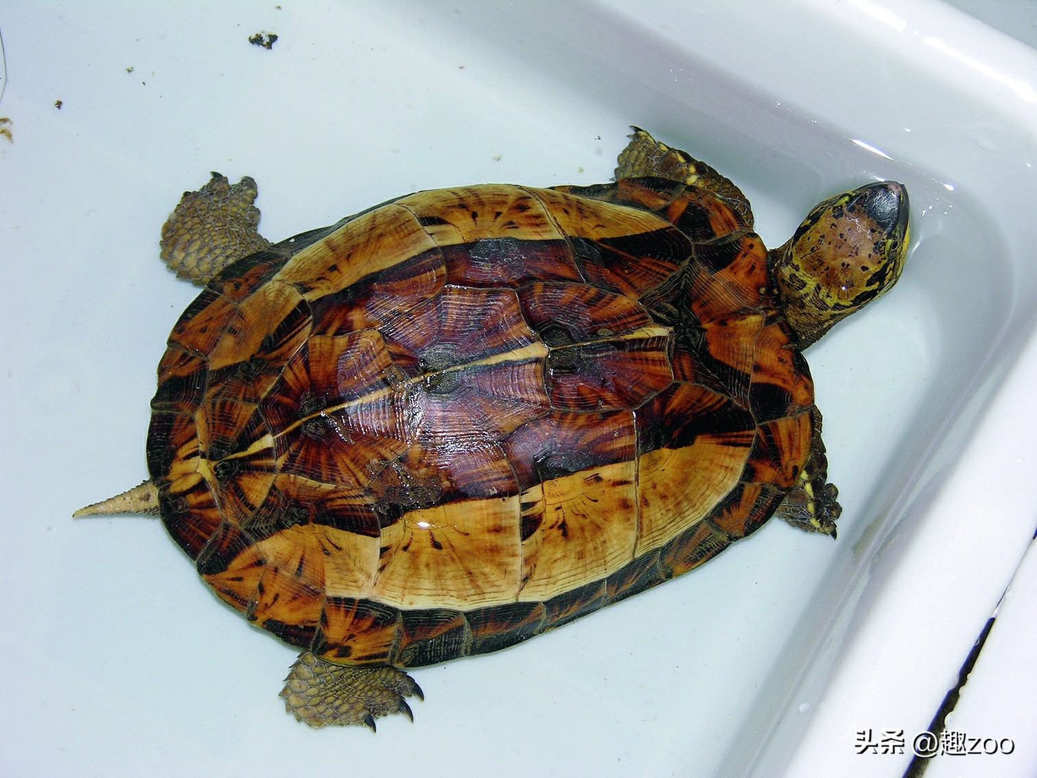 Top 10 most beautiful turtles in the world - iMedia