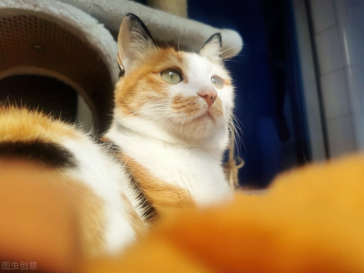 Can cats get solar dermatitis too?What are the symptoms and how to ...