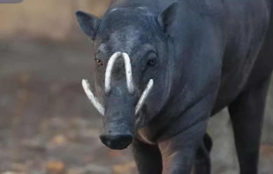 The strangest animal in the world, a pig with four tusks - iNEWS