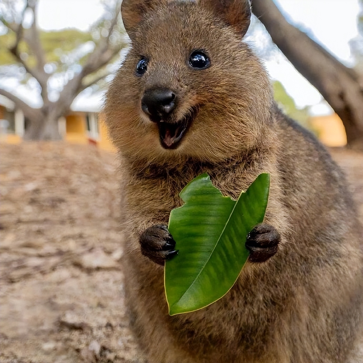 The most laughing kangaroo in the world, when in danger, laughs and ...